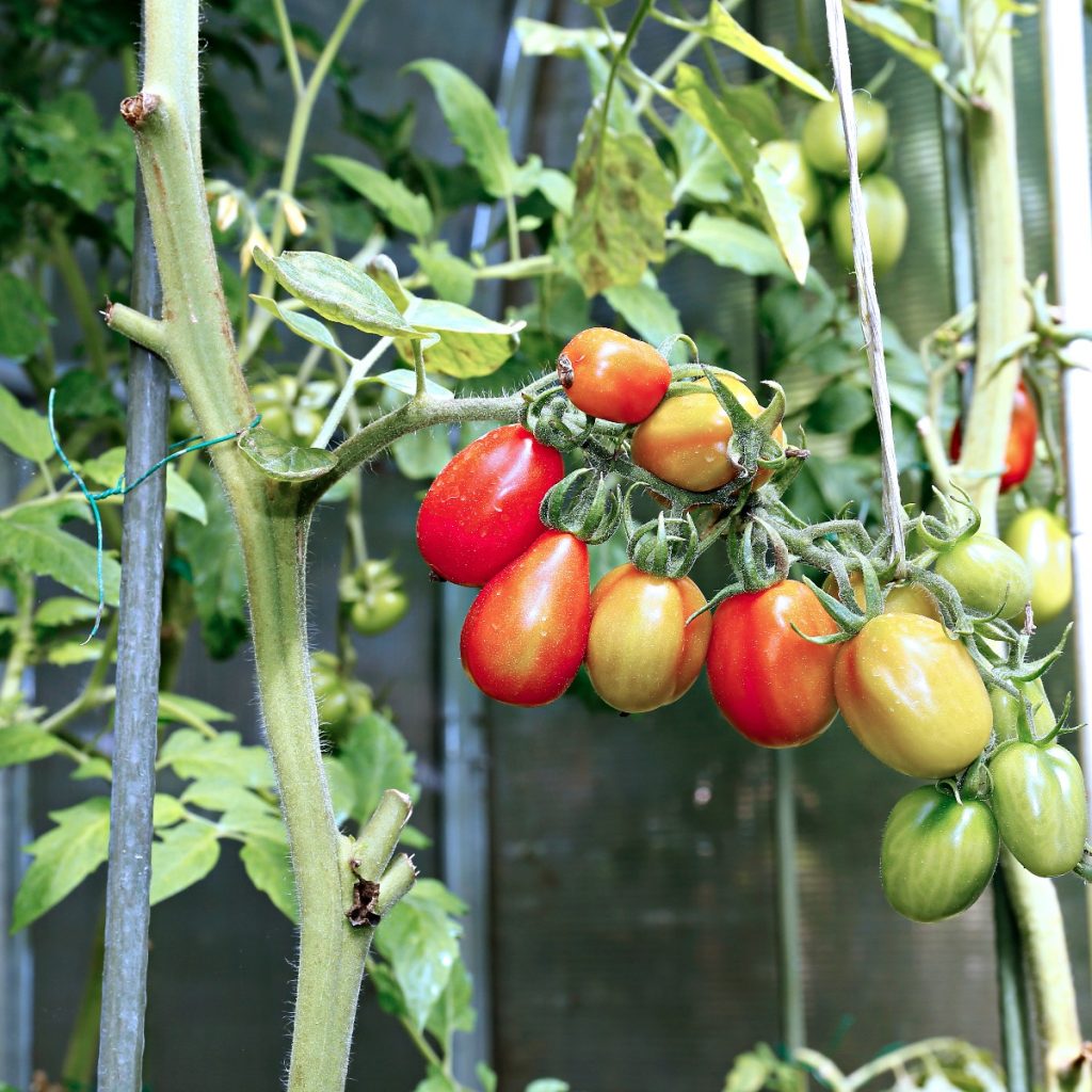 What Is A Hot House Tomatoes