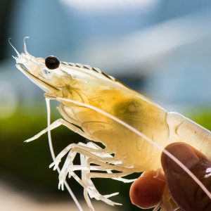 All About Shrimp: Biology, Habitat, and Culinary Delights